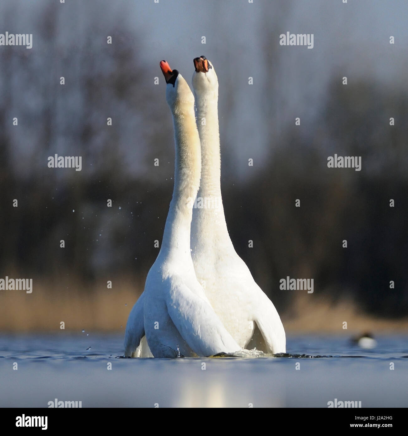 Swans love hi-res stock photography and images - Alamy