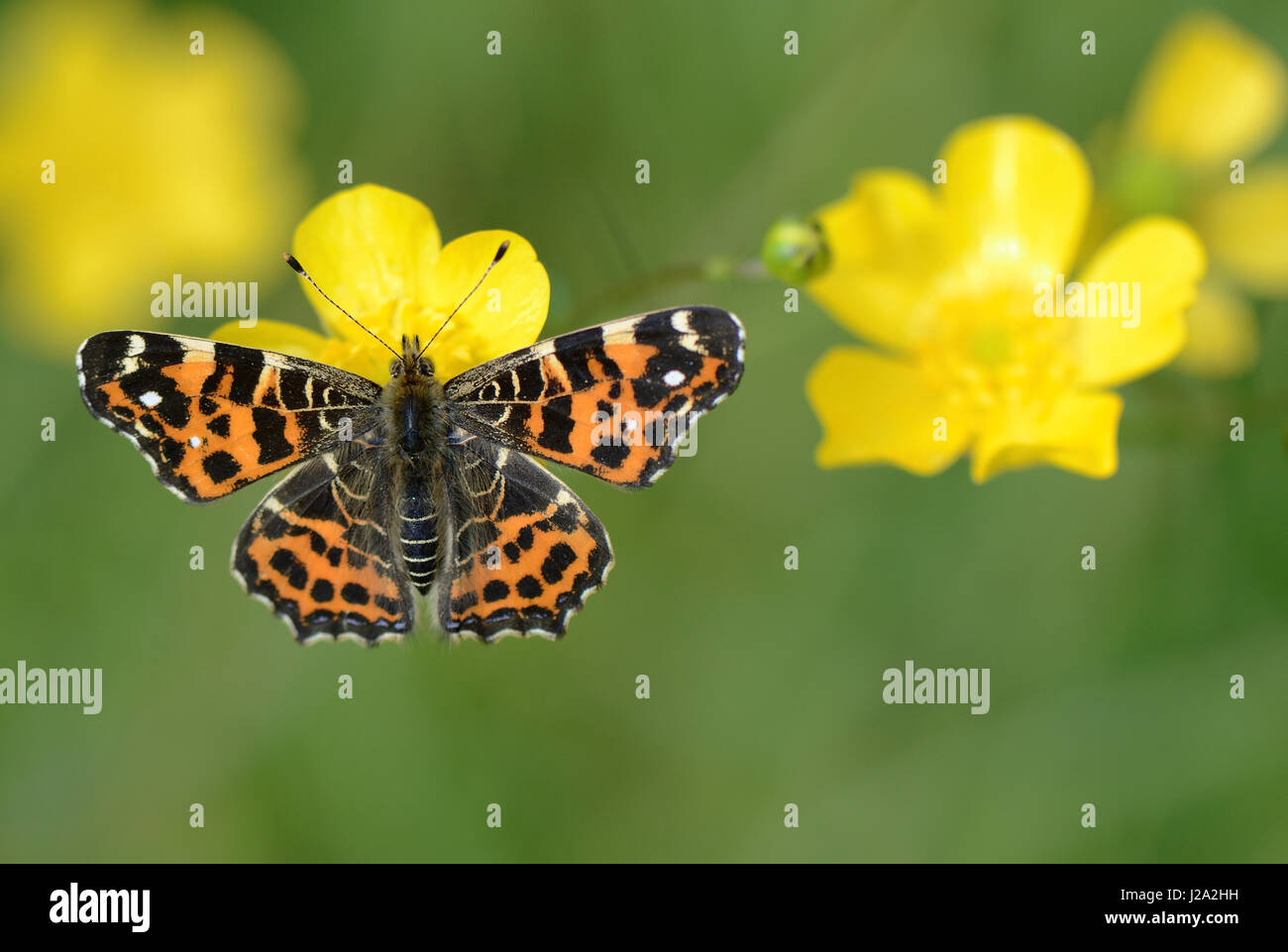 Map butterfly (spring generation) on buttercup Stock Photo - Alamy
