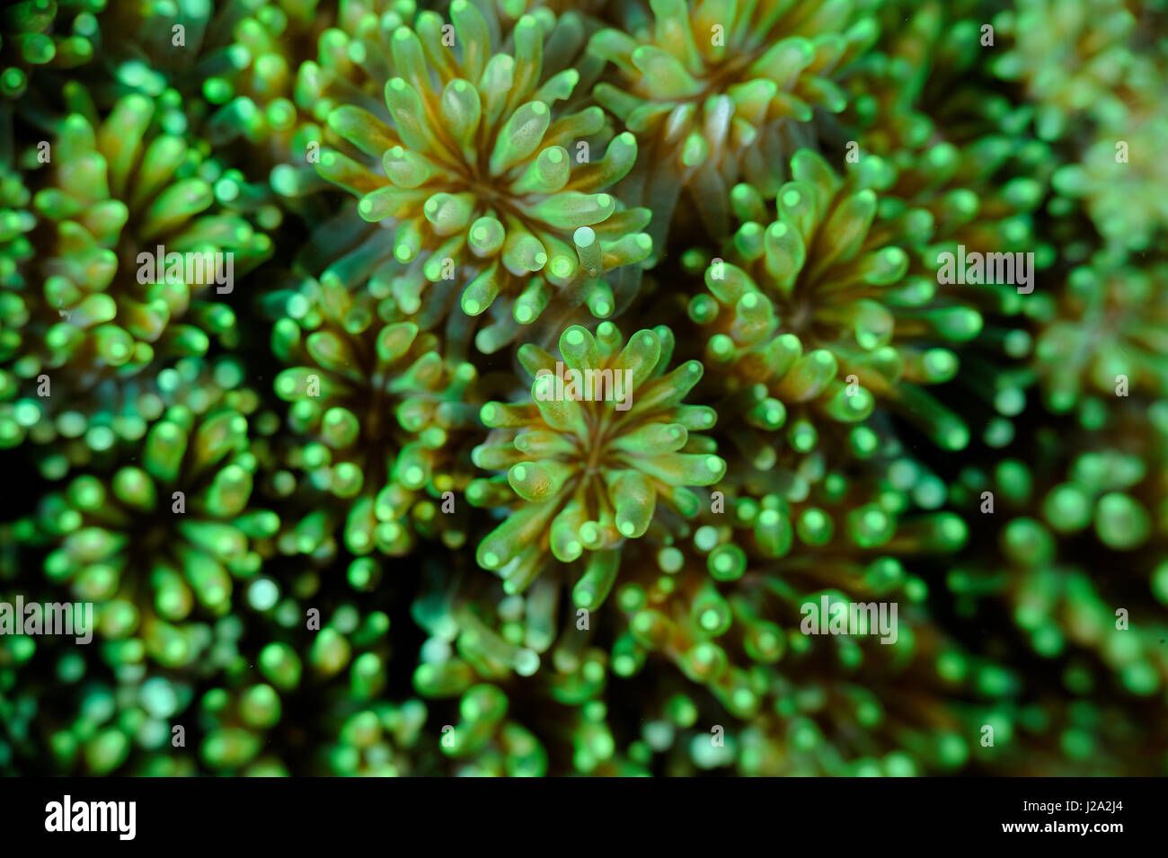 Invertebrate coral polyps hi-res stock photography and images - Alamy
