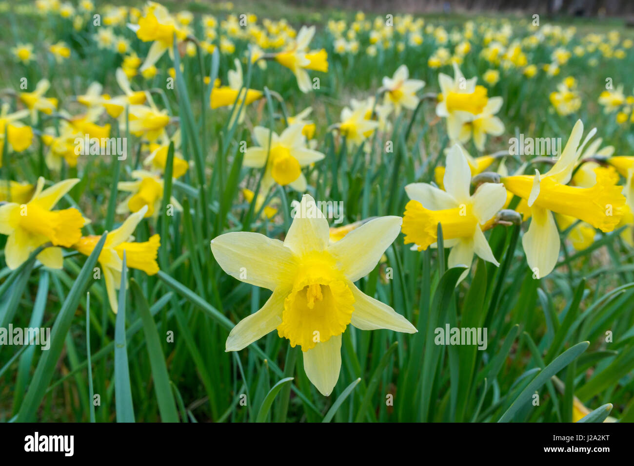 Daffodil family hi-res stock photography and images - Alamy