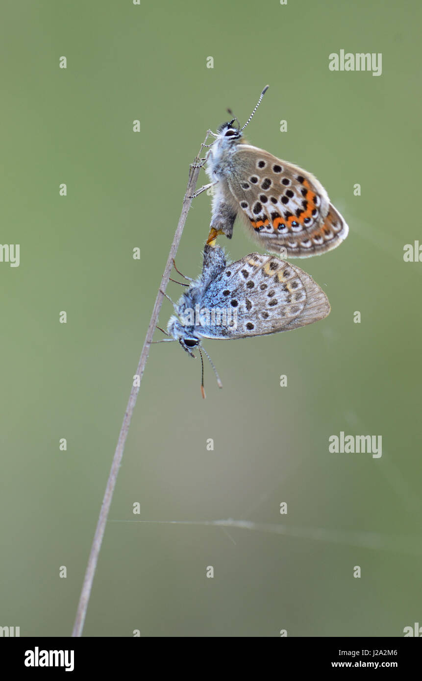 Blue butterflies hi-res stock photography and images - Alamy