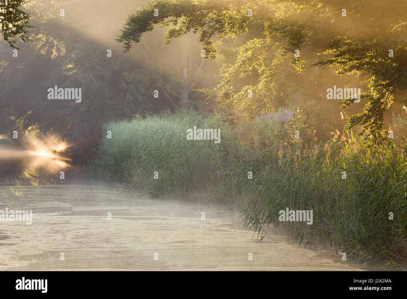 Beams through trees water hi-res stock photography and images - Alamy