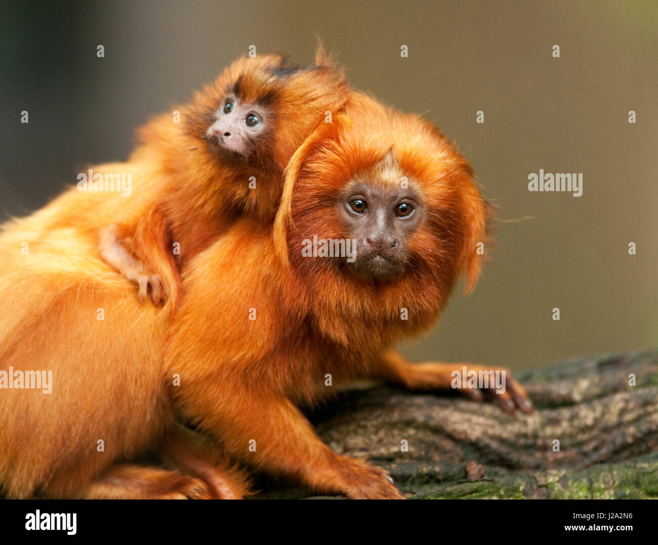 Baby Golden Lion Tamarin Monkey