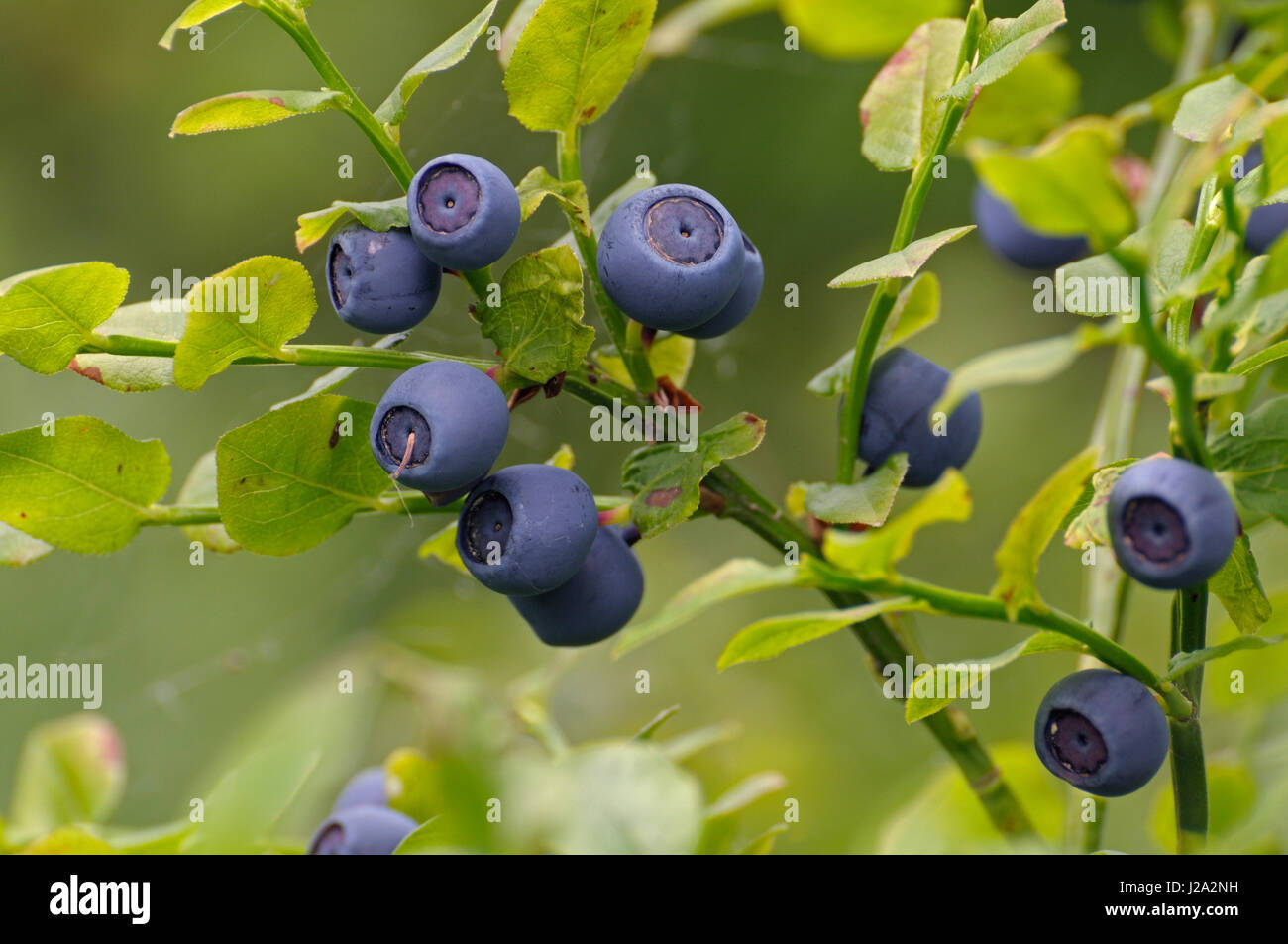 European blueberry plants hi-res stock photography and images - Alamy