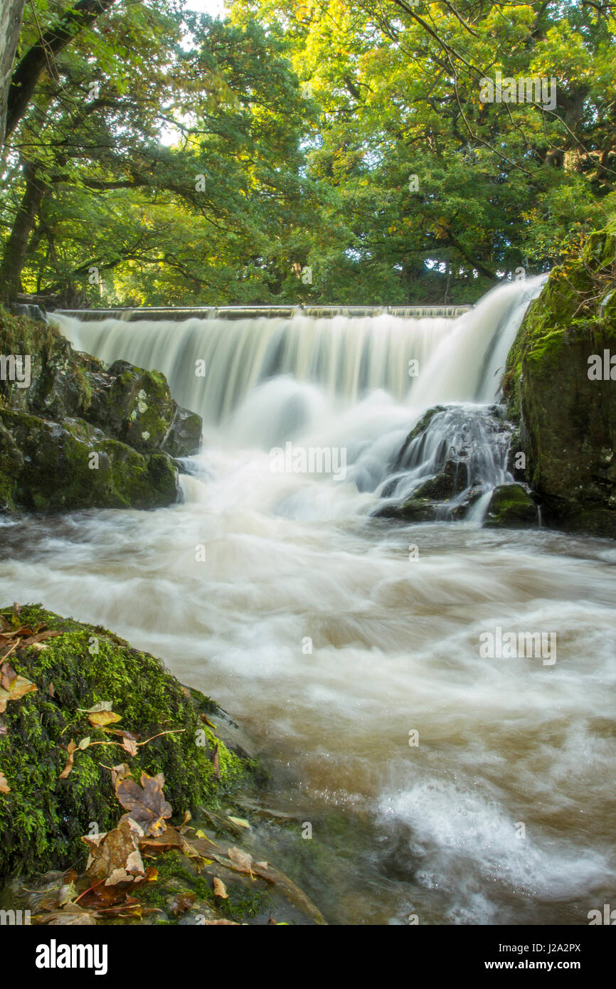 Slow shutter speed trees hi-res stock photography and images - Alamy