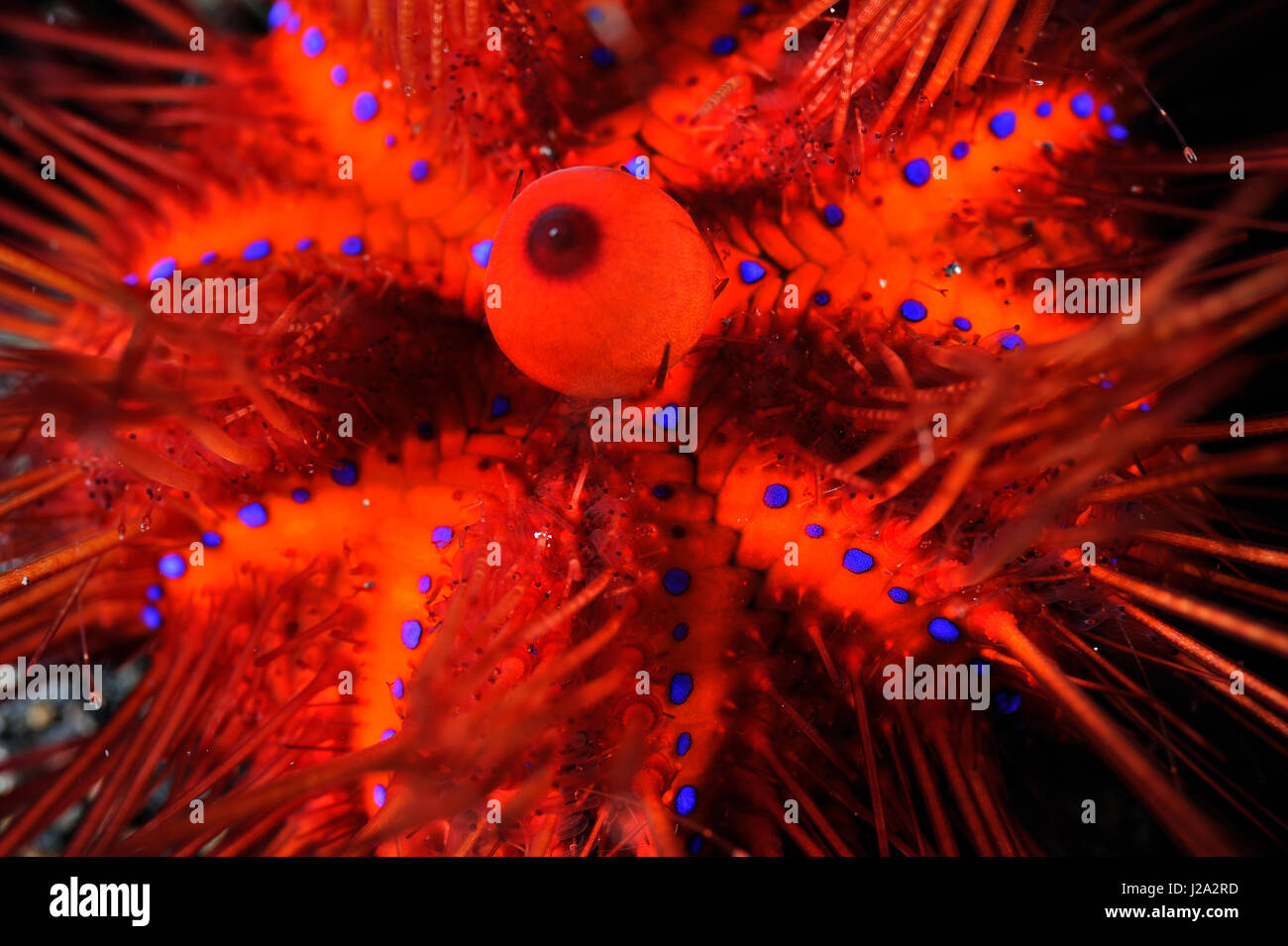 The Radiating hatpin urchin is a striking red sea urchin Stock Photo ...