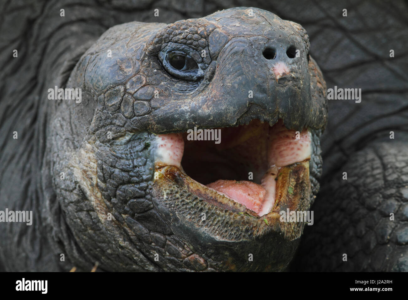 progresivo láser motivo tortugas feas Fabricante Exactitud Preconcepción