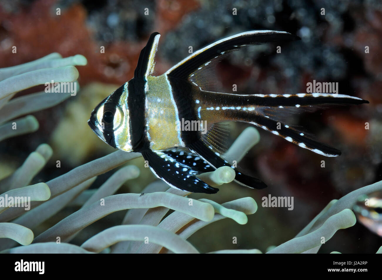The Banggai cardinalfish lives preferably between the spines of a sea ...