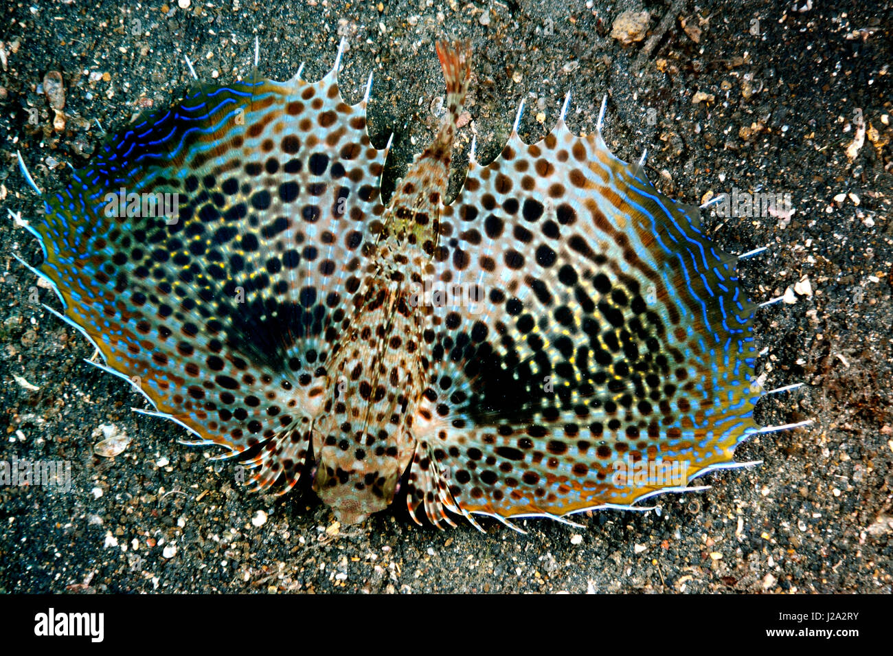 Oriental flying gurnard hi-res stock photography and images - Alamy