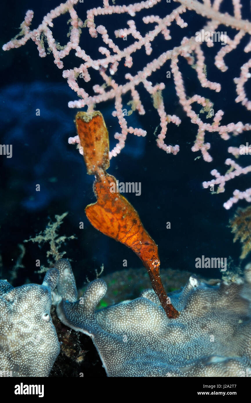 The Robust ghost pipefish often swim with their head down so they ...