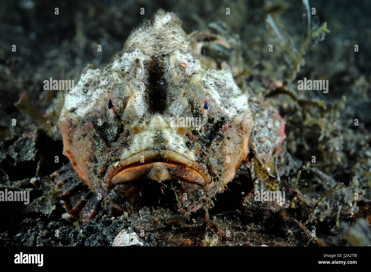 Demon stingerfish hi-res stock photography and images - Alamy