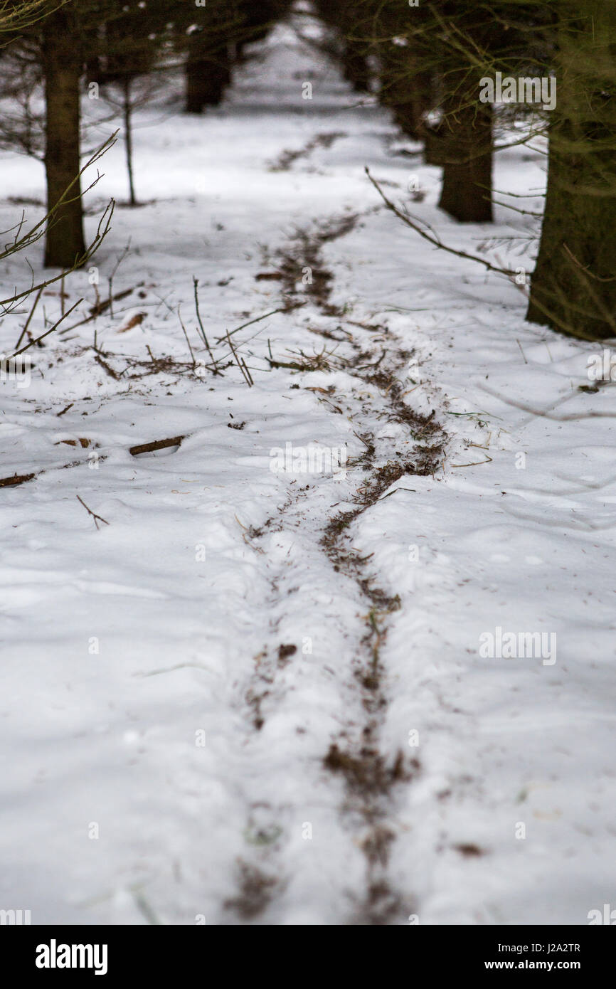 Badger tracks snow hi-res stock photography and images - Alamy
