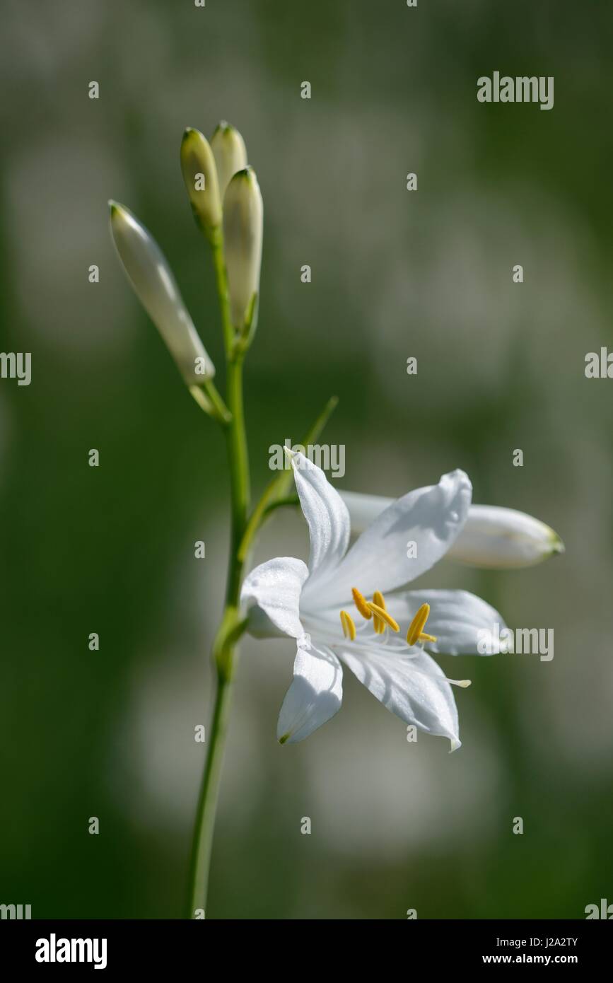 Flowering Paradisea liliastrum Stock Photo - Alamy