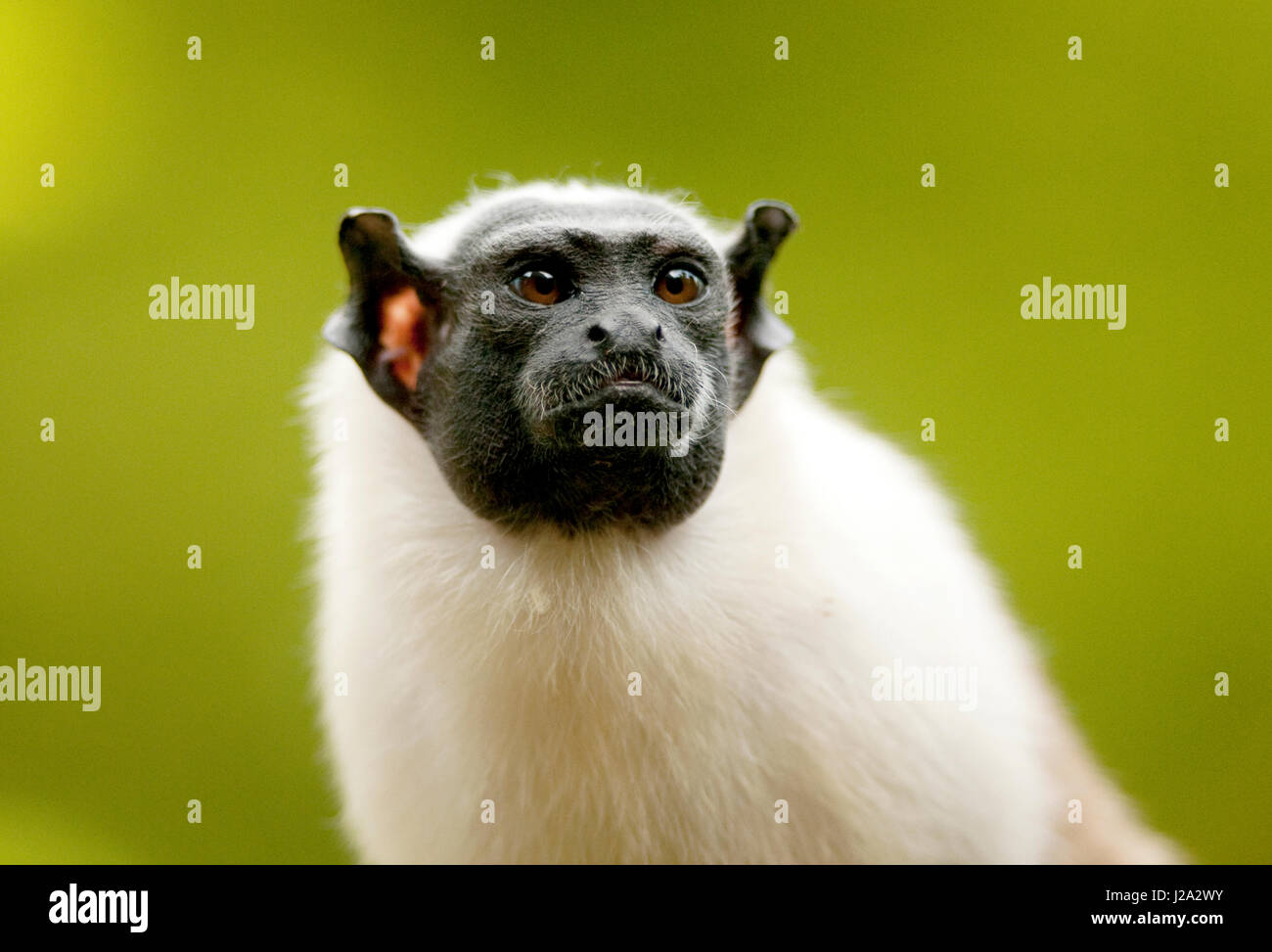 close-up of Brazilian Bare-faced Tamarin Stock Photo - Alamy