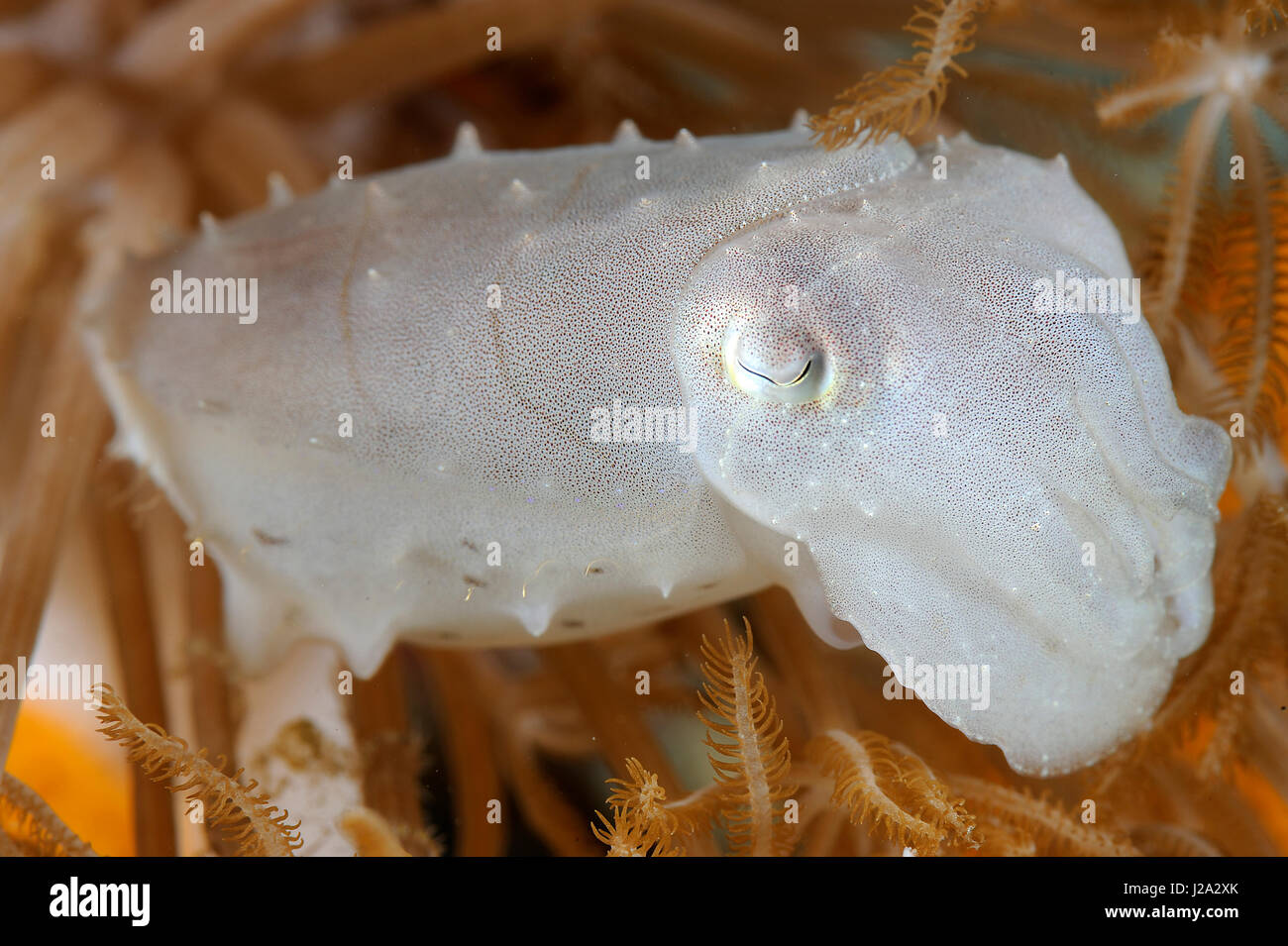 Small sepia species can rapidly change color and skin structure Stock ...