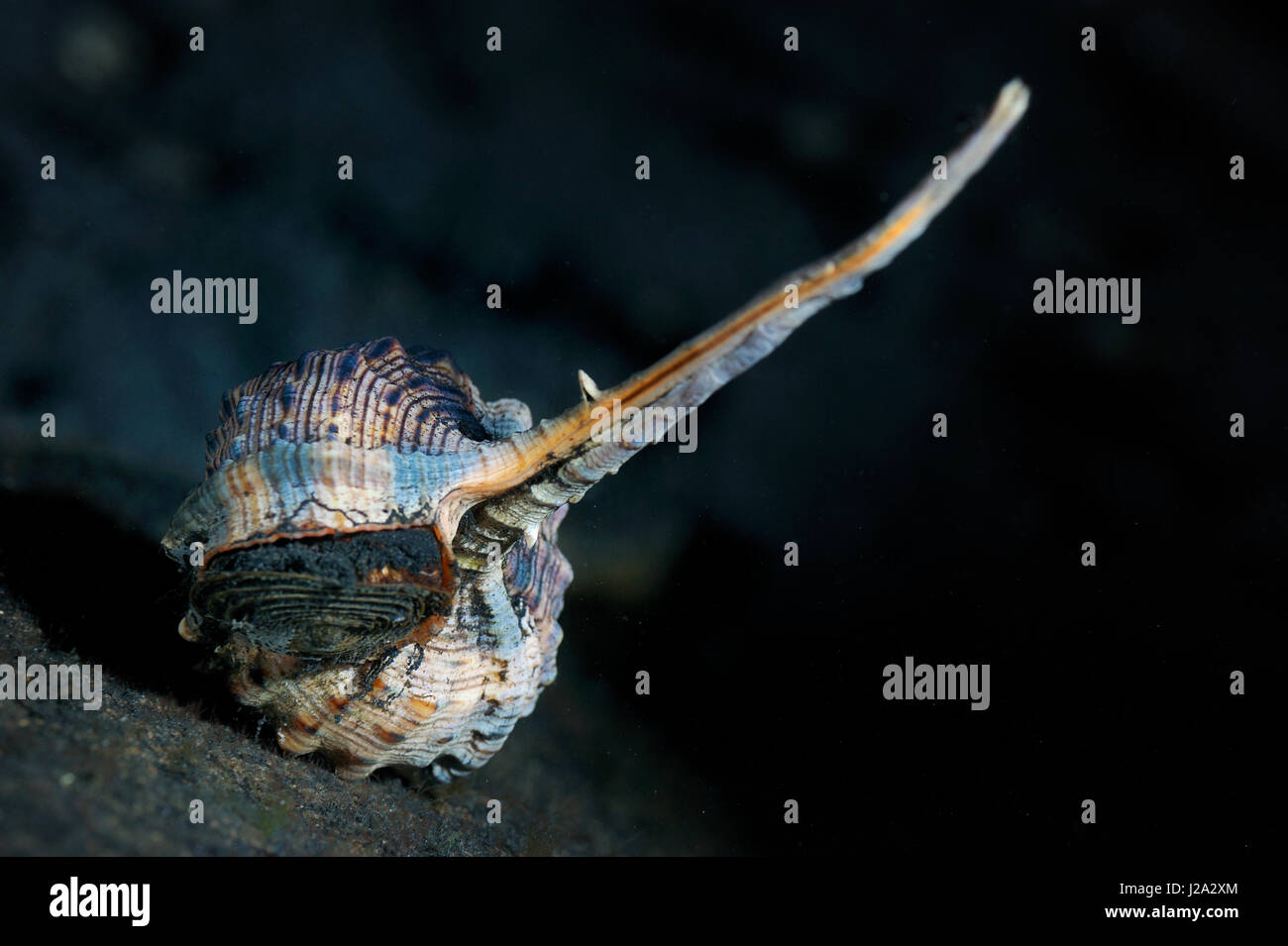 The cochlea of the Snipe's bill murex sea snail has a very spike which ...