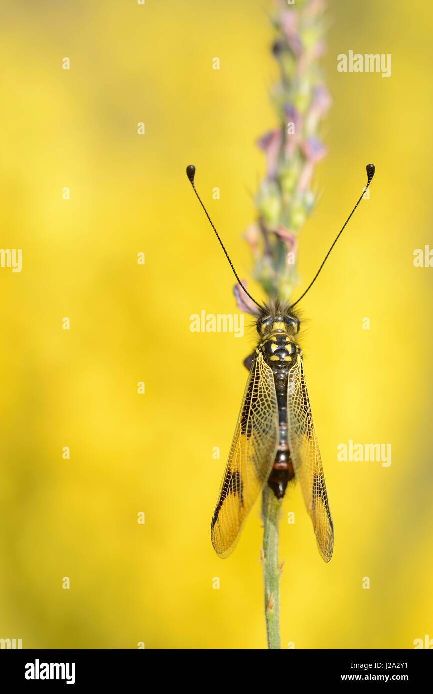 Ascalaphidae hi-res stock photography and images - Alamy