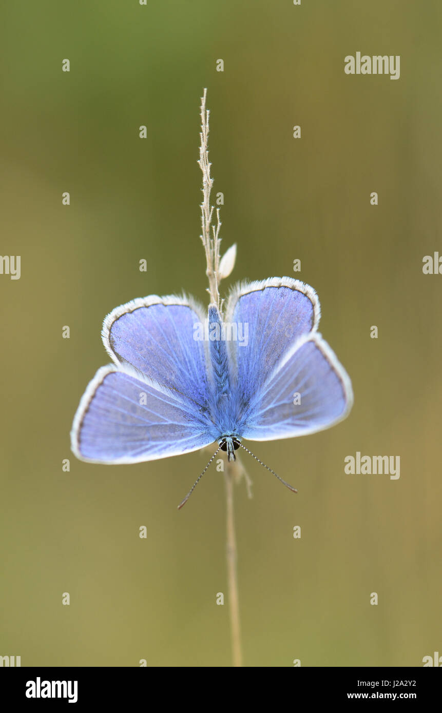 Male Common Blue showing the upperside of the wings Stock Photo - Alamy