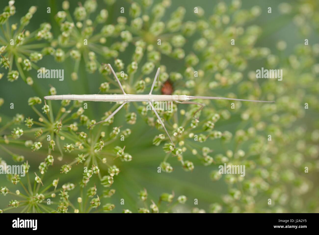 Asexual reproduction hi-res stock photography and images - Alamy