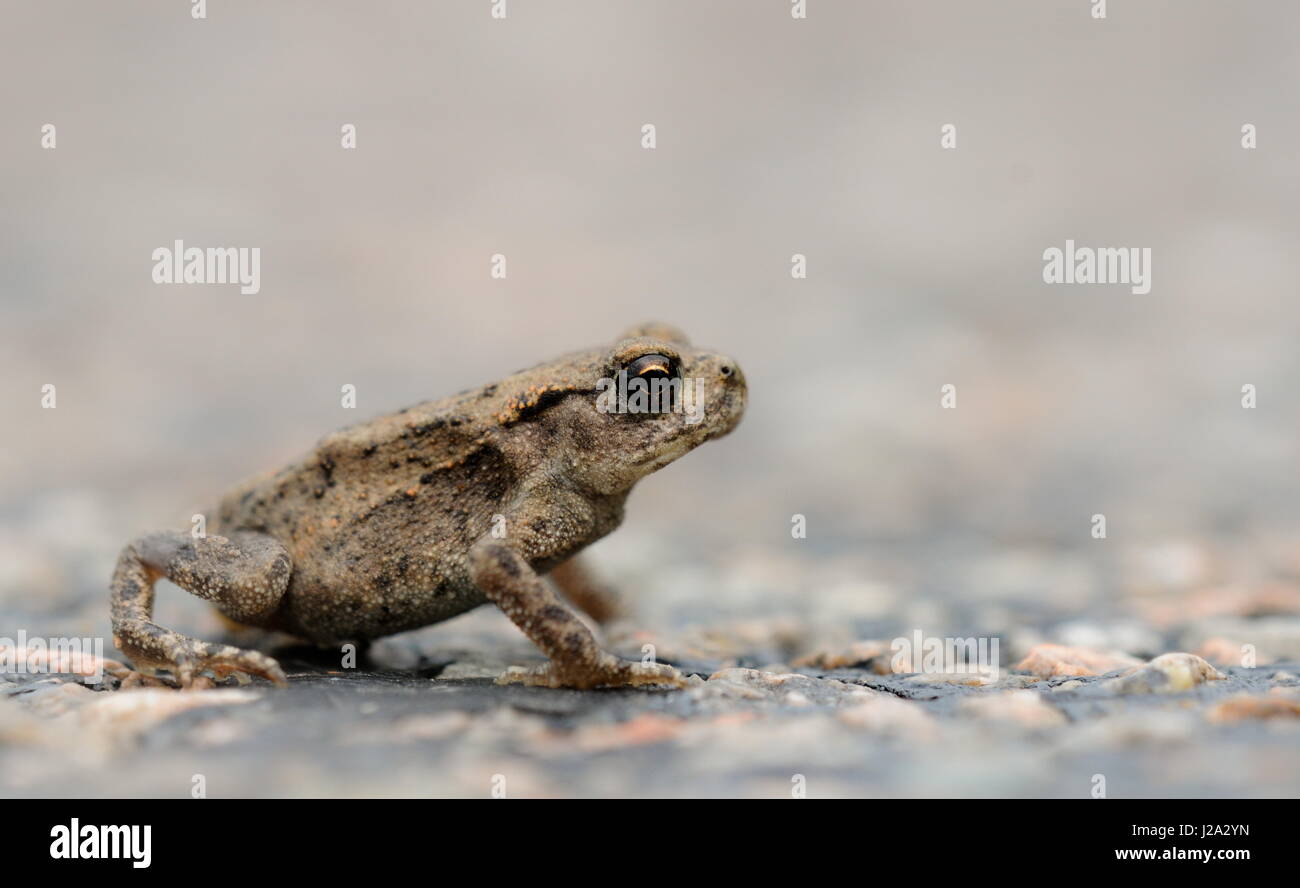 Toad in the road hi-res stock photography and images - Alamy