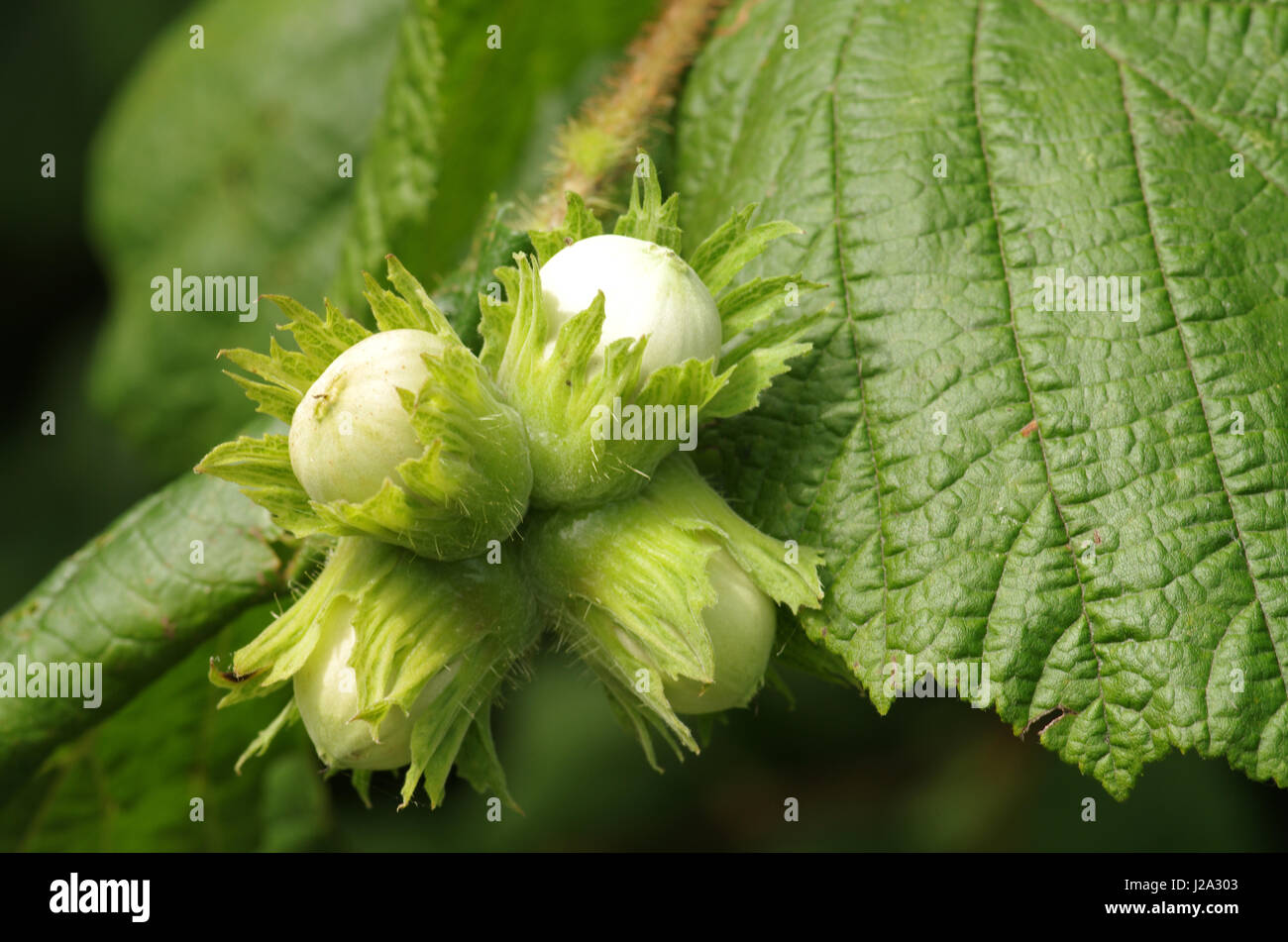 Hazel family hi-res stock photography and images - Alamy