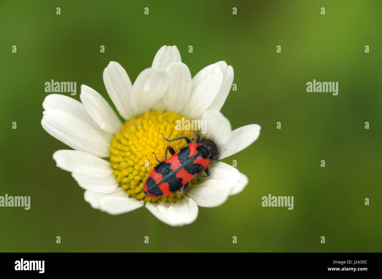Trichodes apiarius beetles hi-res stock photography and images - Alamy