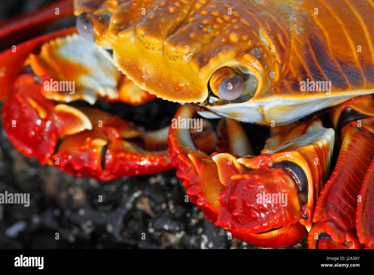 Close up of a Sally lightfoot crab at the Galapagos islands Stock Photo ...
