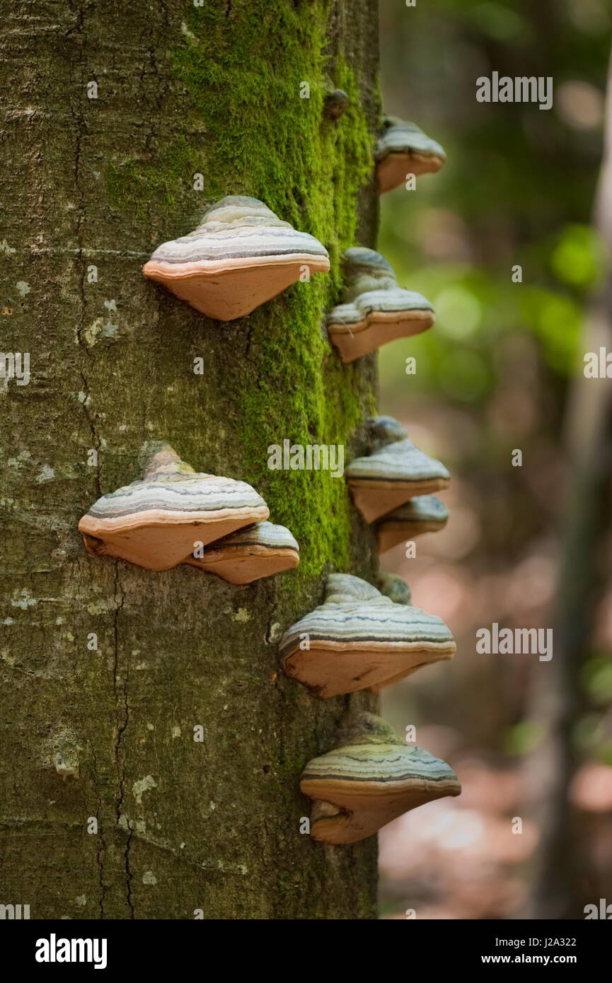 Dead tree fungus hi-res stock photography and images - Alamy