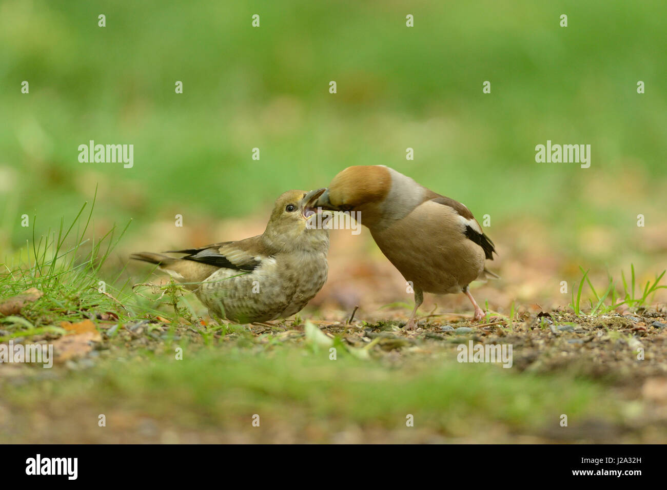 Hawfinch feeding hi-res stock photography and images - Alamy
