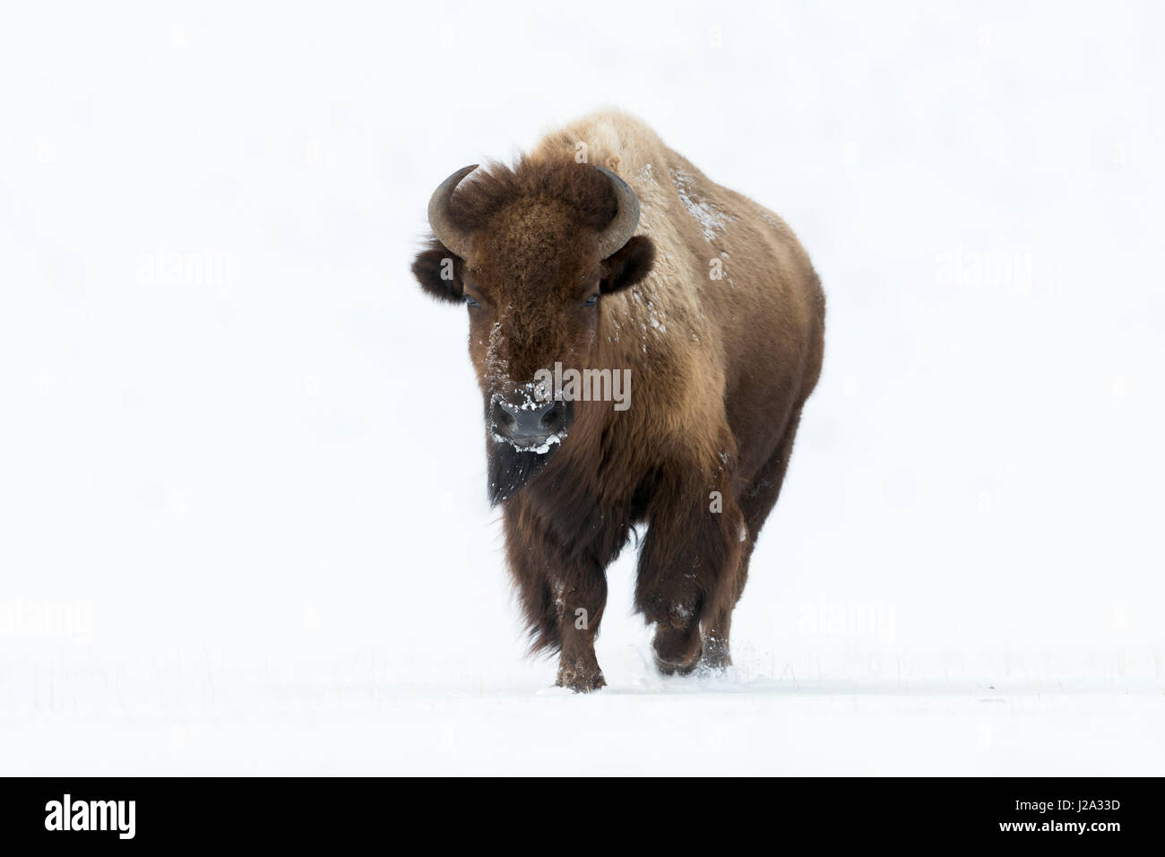 American bison / Bison ( Bison bison ) in winter, adult female, running ...