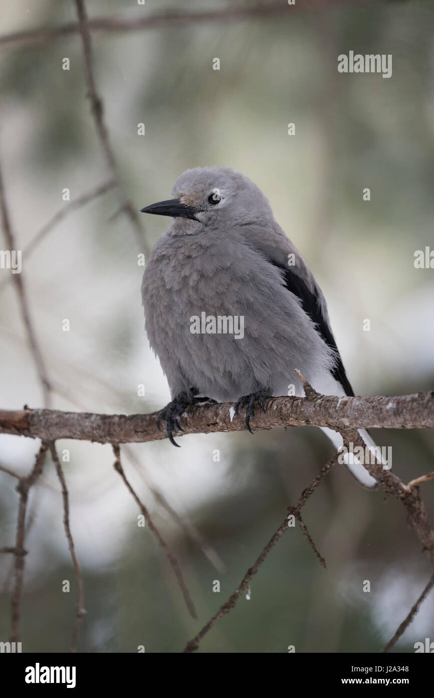 Clark's nutcracker yellowstone hi-res stock photography and images - Alamy