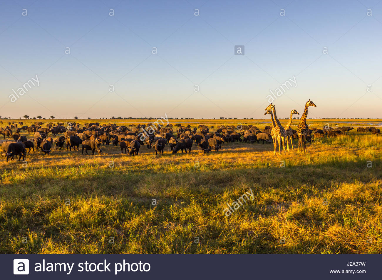 Buffalo Buffalo Herd High Resolution Stock Photography and Images - Alamy
