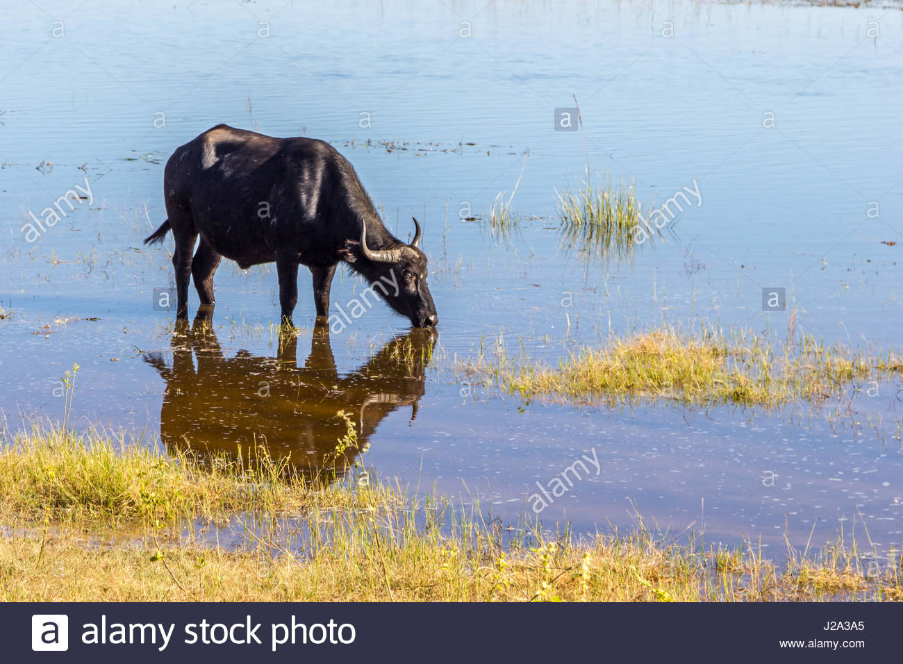Female Buffalo Stock Photos & Female Buffalo Stock Images - Alamy