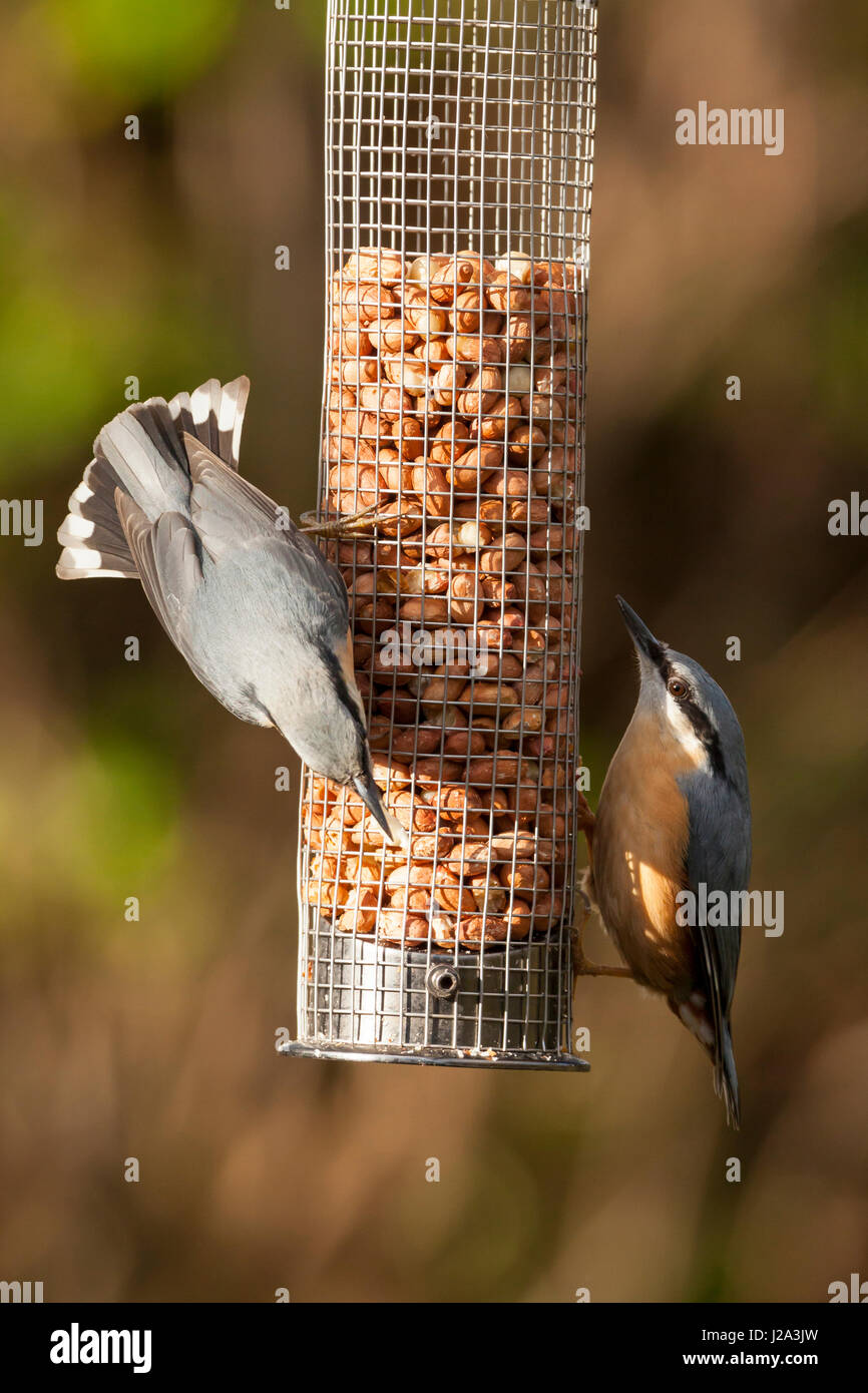 A nuthatch on a bird feeder hi-res stock photography and images - Alamy