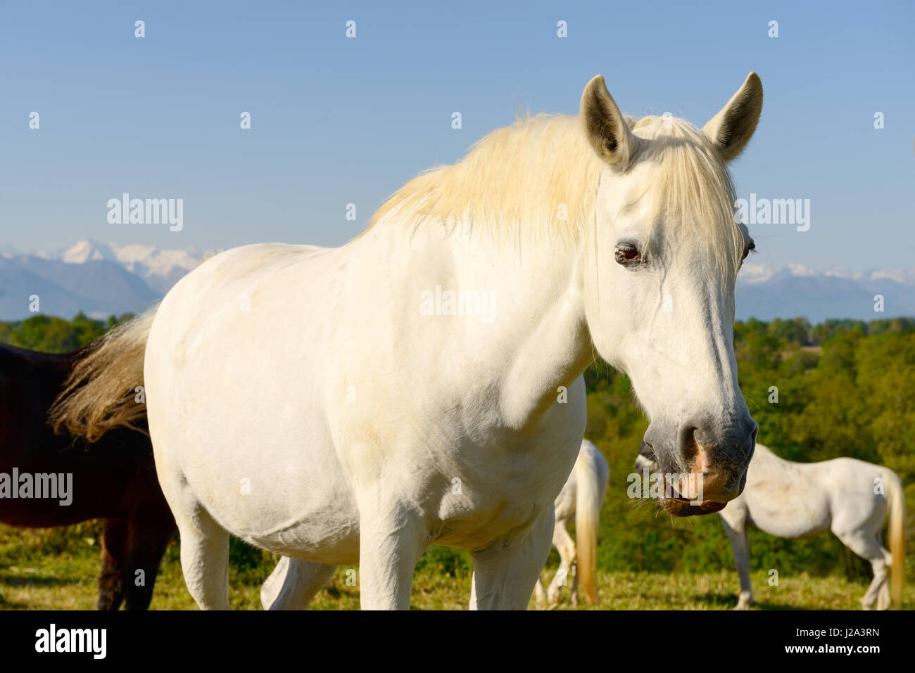 a portrait of a beautiful white horse Stock Photo - Alamy