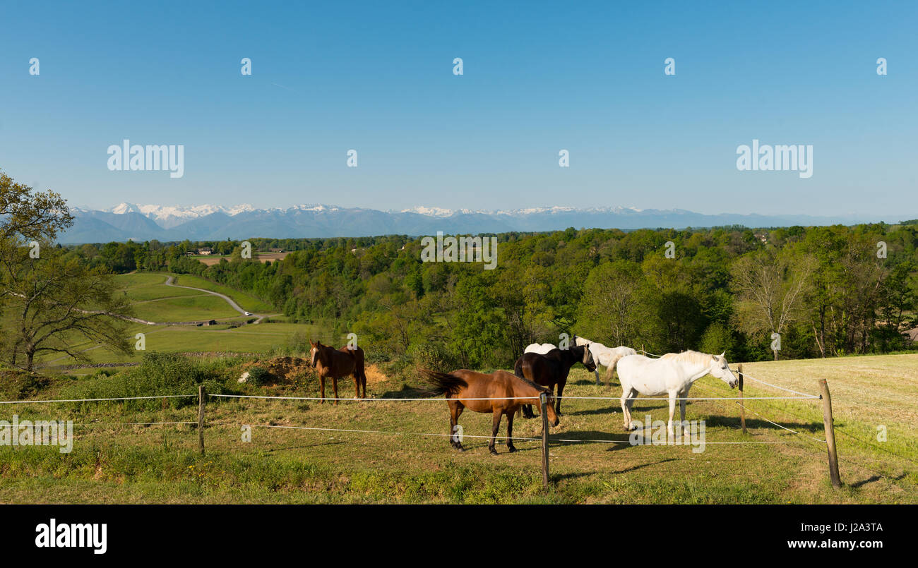 Horses in the meadow, mountains Pyrenees in the background Stock Photo ...