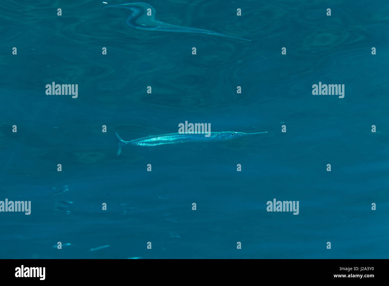 Garfish hi-res stock photography and images - Alamy