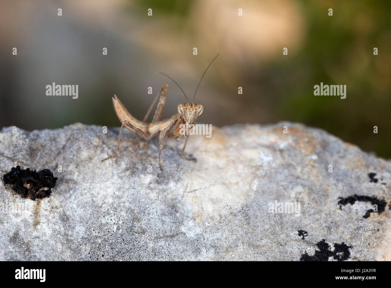 Ameles spallanzania, common name European dwarf mantis Stock Photo - Alamy