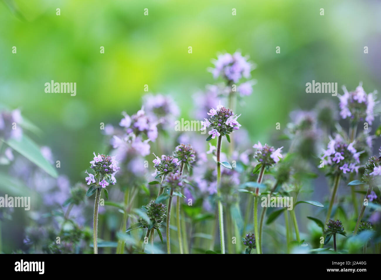 Spring flowering of thyme Stock Photo - Alamy