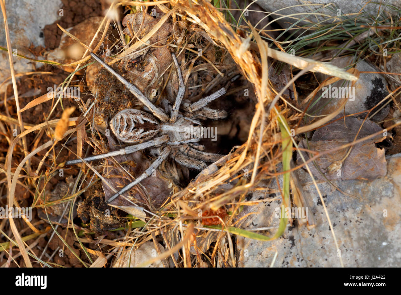 spider from Krk island, Croatia Stock Photo - Alamy