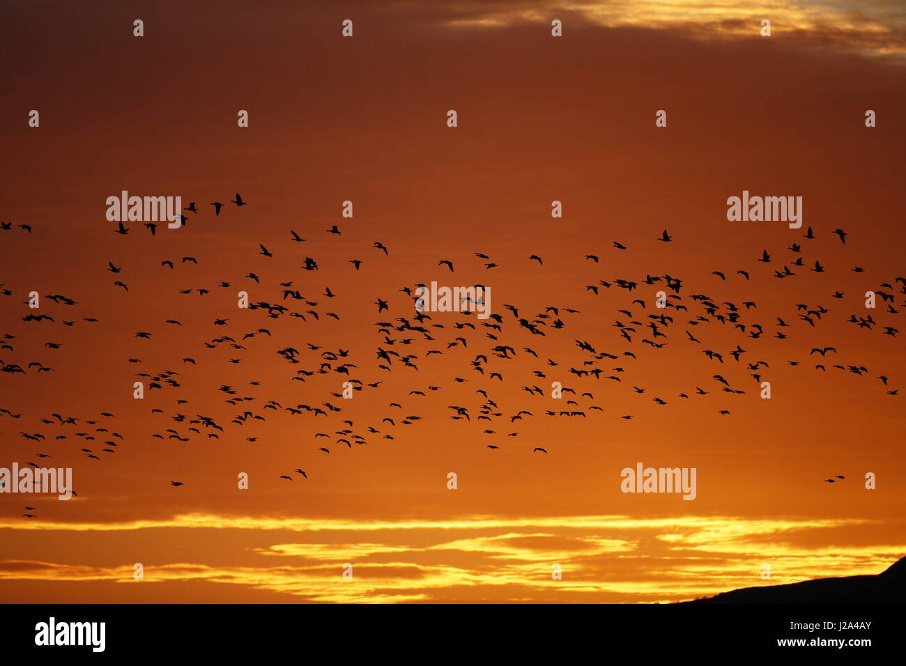 Barnacle Goose, Branta leucopsis, flock to roost at sunset Stock Photo ...