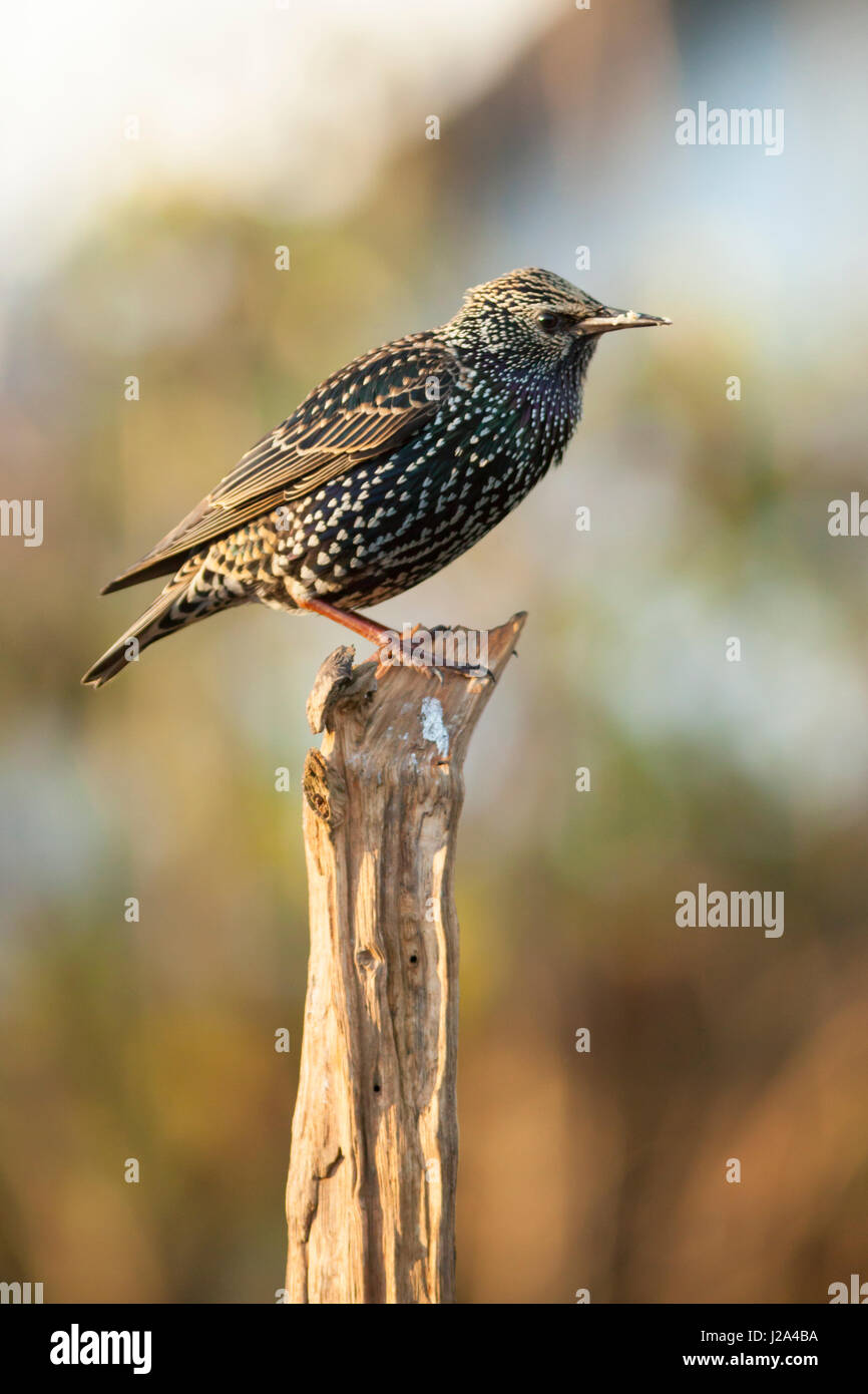 Starling adult standing on dead wood perch Winter, Llanfechain, Powys ...