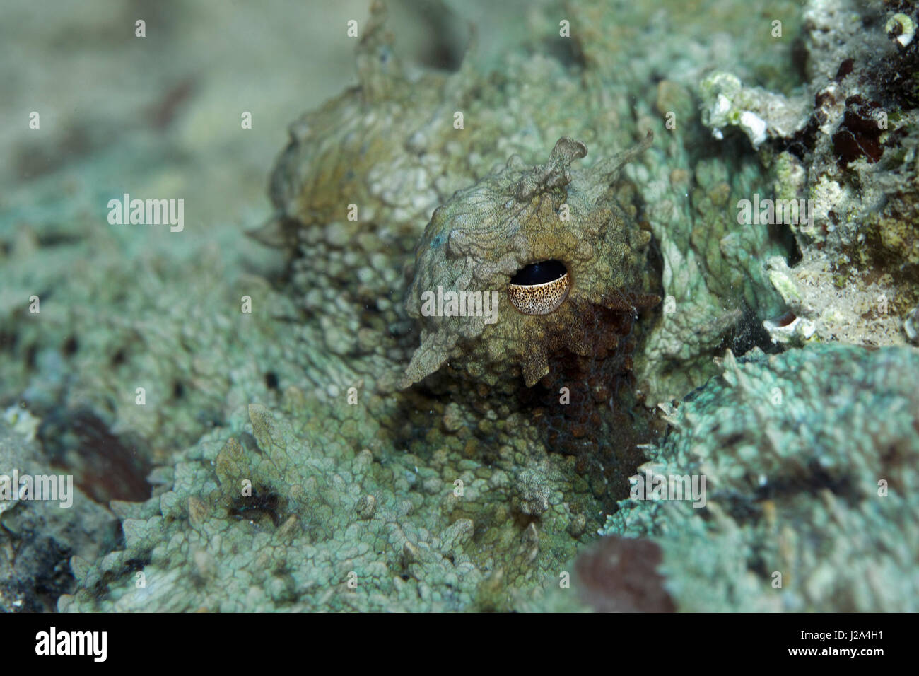 Common octopus from Krk island, Croatia Stock Photo - Alamy