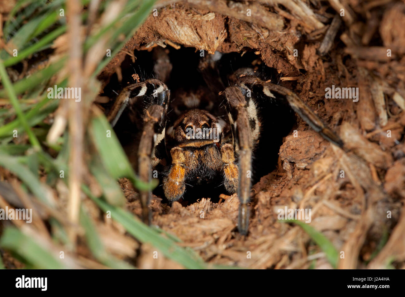 A wold spider in the nest from Krk island, Croatia Stock Photo - Alamy