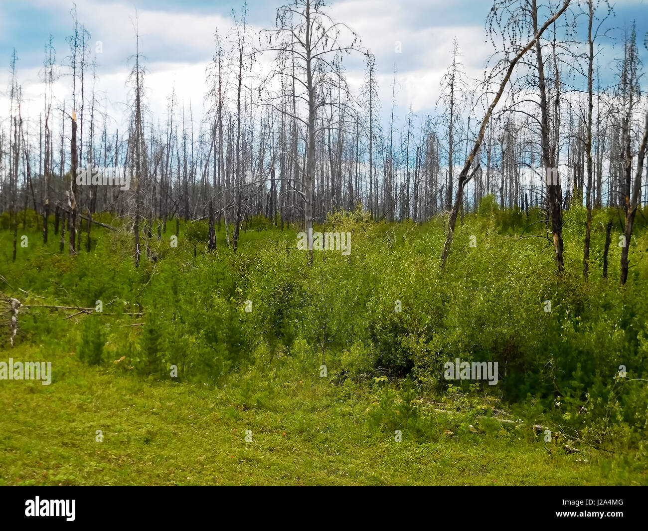 Tree regrowth after a forest fire Stock Photo - Alamy