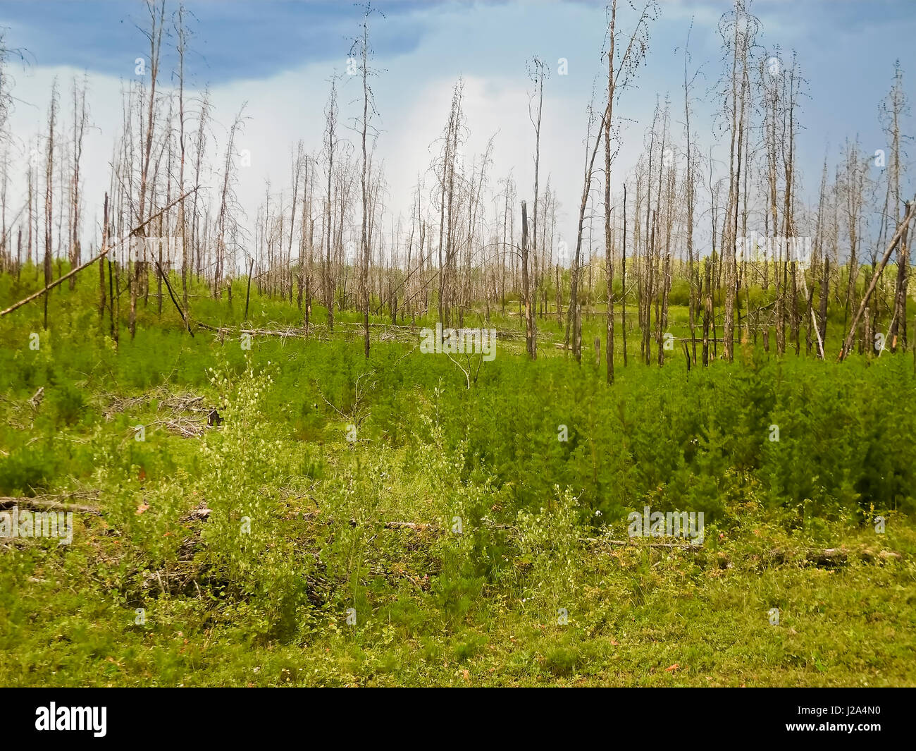 Forest Regrowth Canada High Resolution Stock Photography and Images - Alamy