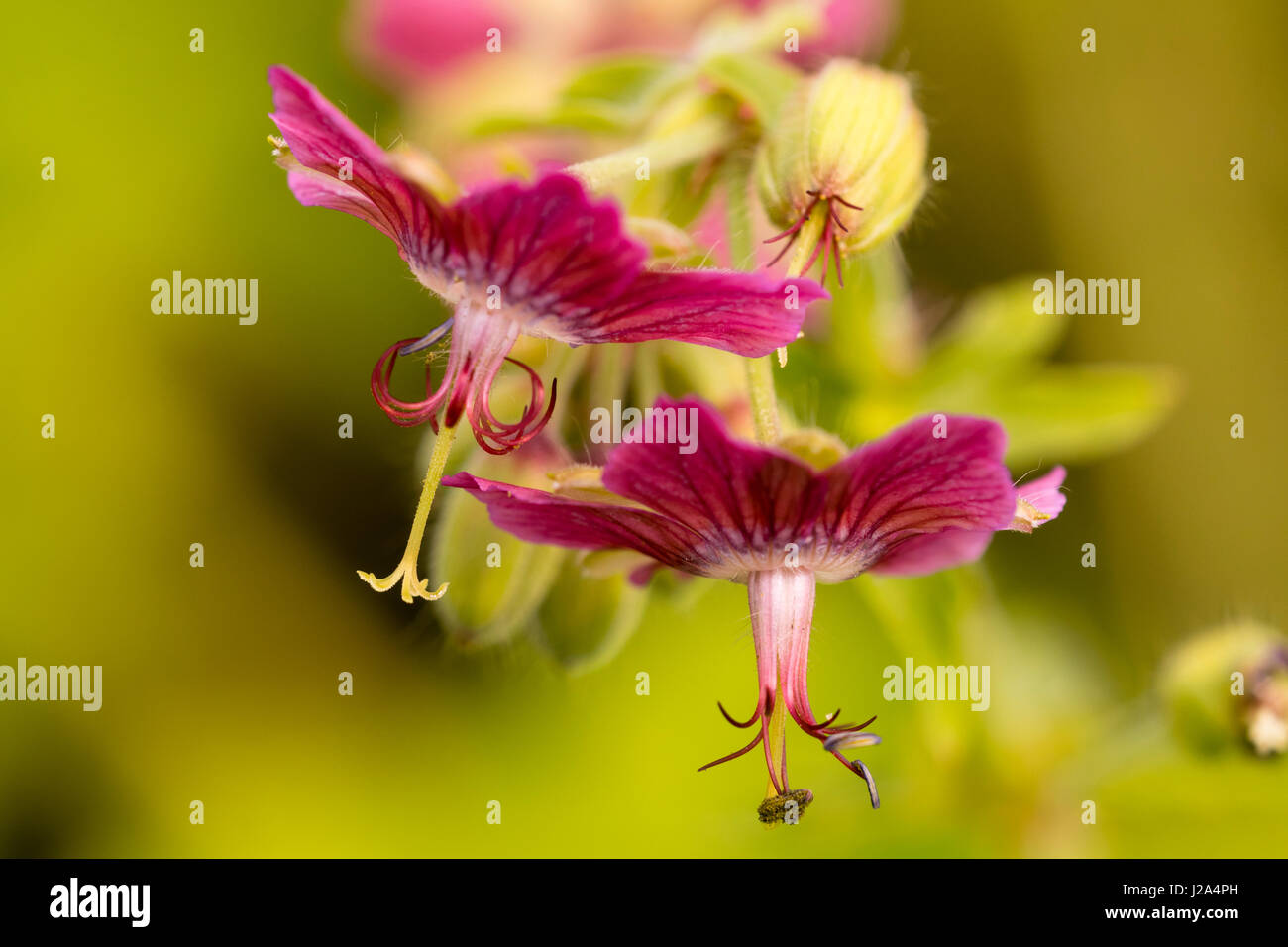 Geranium phaeum hi-res stock photography and images - Alamy