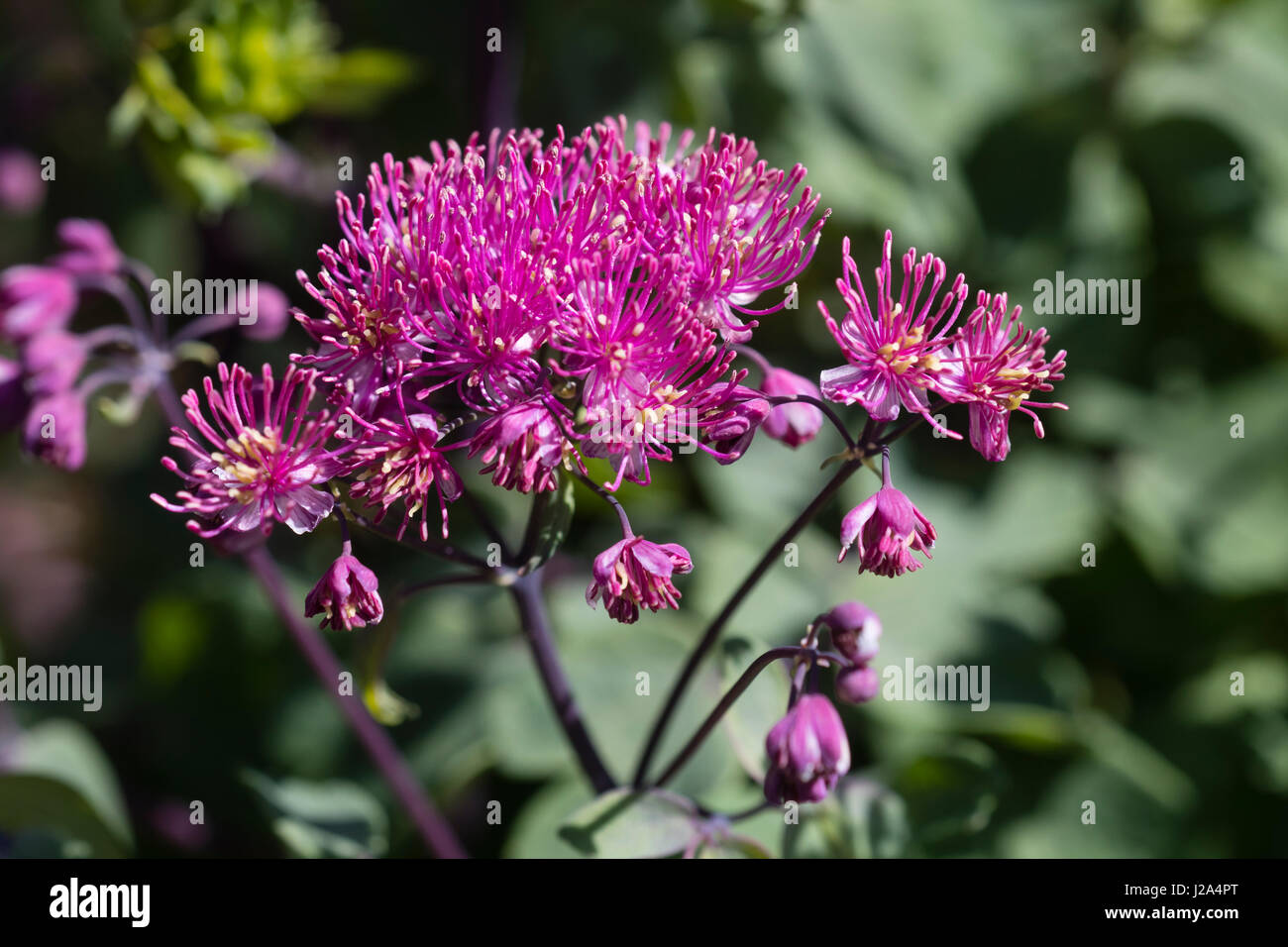 Purple powderpuff flowers of the selected form of the meadow rue ...