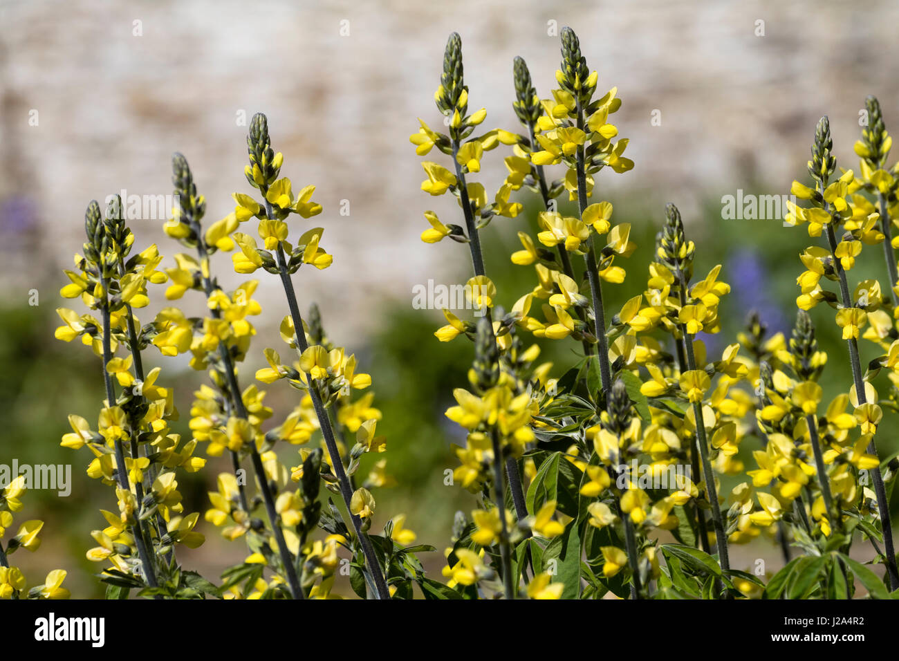 Upright spikes of the yellow flowered Carolina lupin, Thermopsis ...