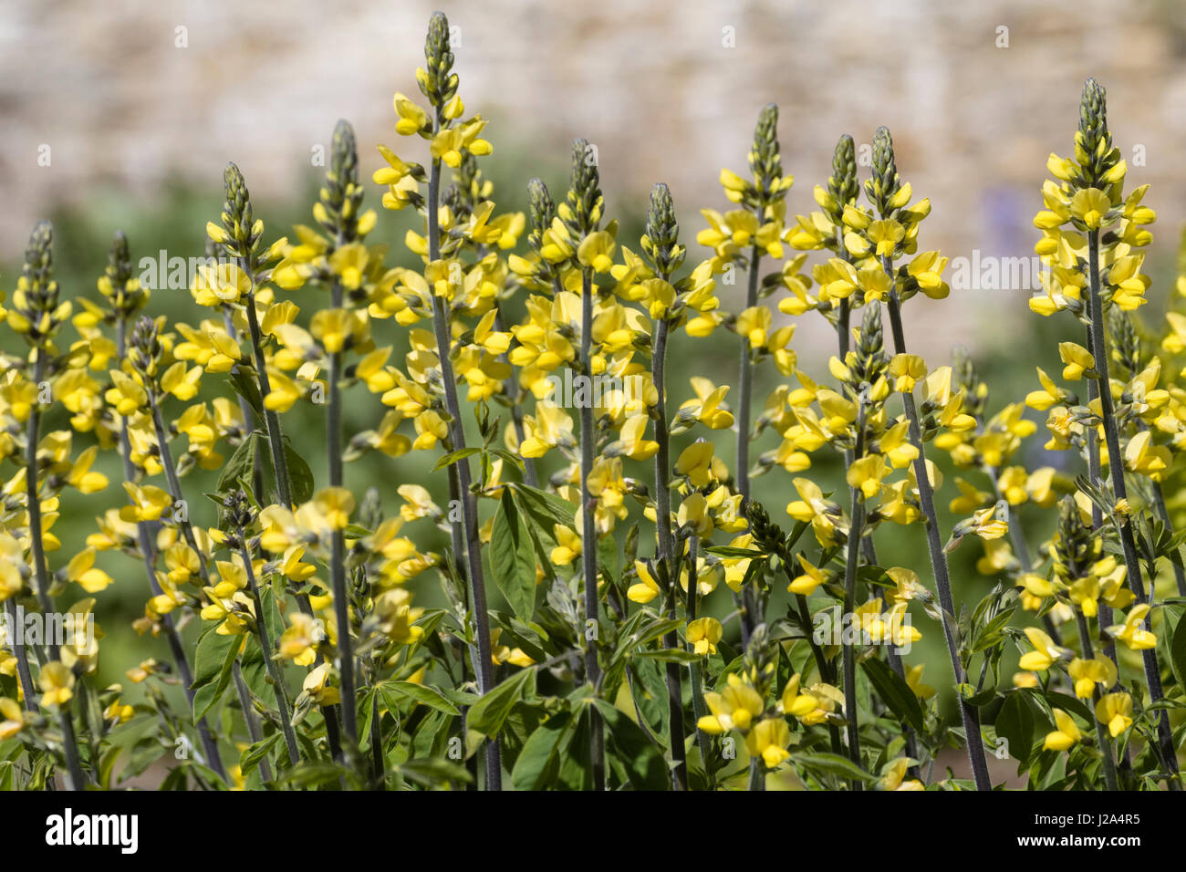 Upright spikes of the yellow flowered Carolina lupin, Thermopsis ...
